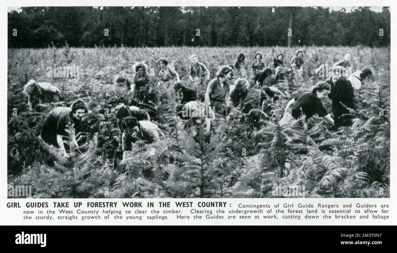 Forestry in wartime hi-res stock photography and images - Alamy
