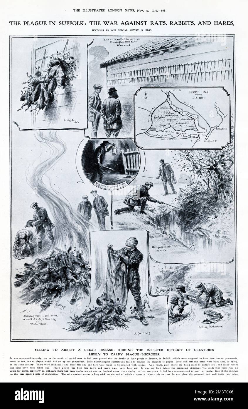 The Plague in Suffolk, The War Against Rats, Rabbits & Hares Stock ...