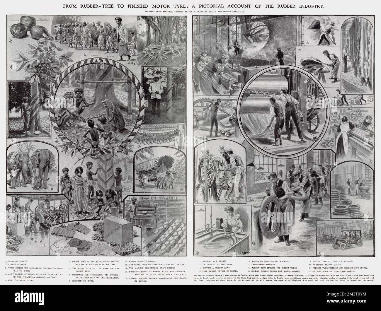 Rubber Tree to Finished Motor Tyres 1907 Stock Photo - Alamy