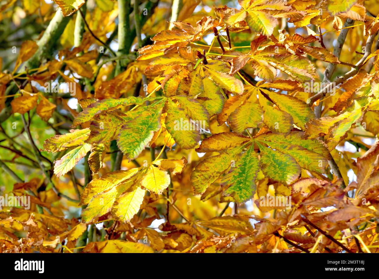 Horse Chestnut or Conker Tree (aesculus hippocastaneum), close up of ...