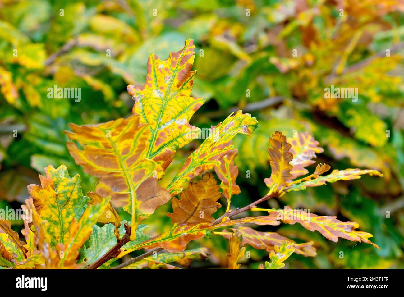 Sessile or Durmast Oak (quercus petraea), close up of the leaves of the ...