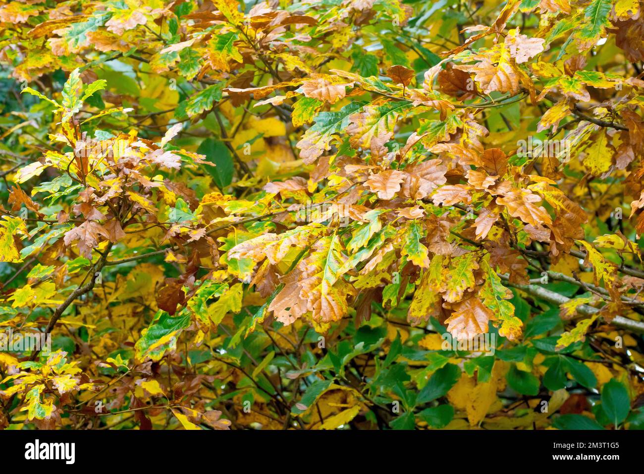 Sessile or Durmast Oak (quercus petraea), close up of the leaves of the ...