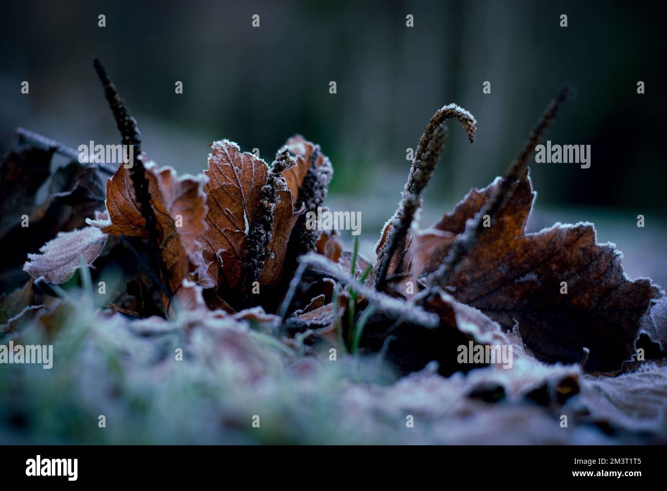 Frozen Leaves on a field Stock Photo - Alamy