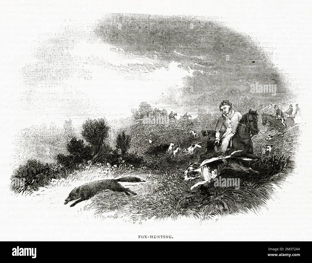 Fox hunting scene hi-res stock photography and images - Alamy