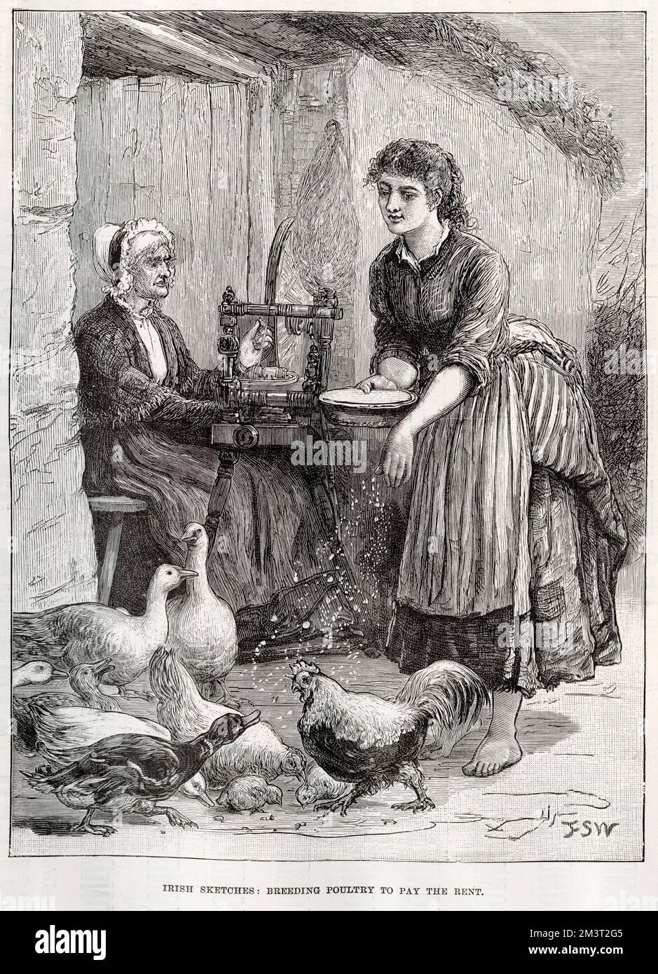 Breeding of chickens hi-res stock photography and images - Alamy