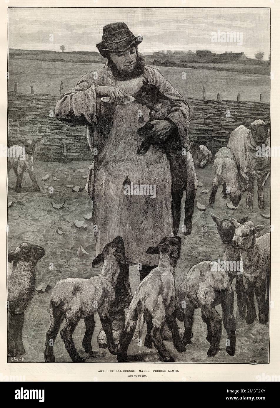 Farmer feeding lambs hi-res stock photography and images - Alamy