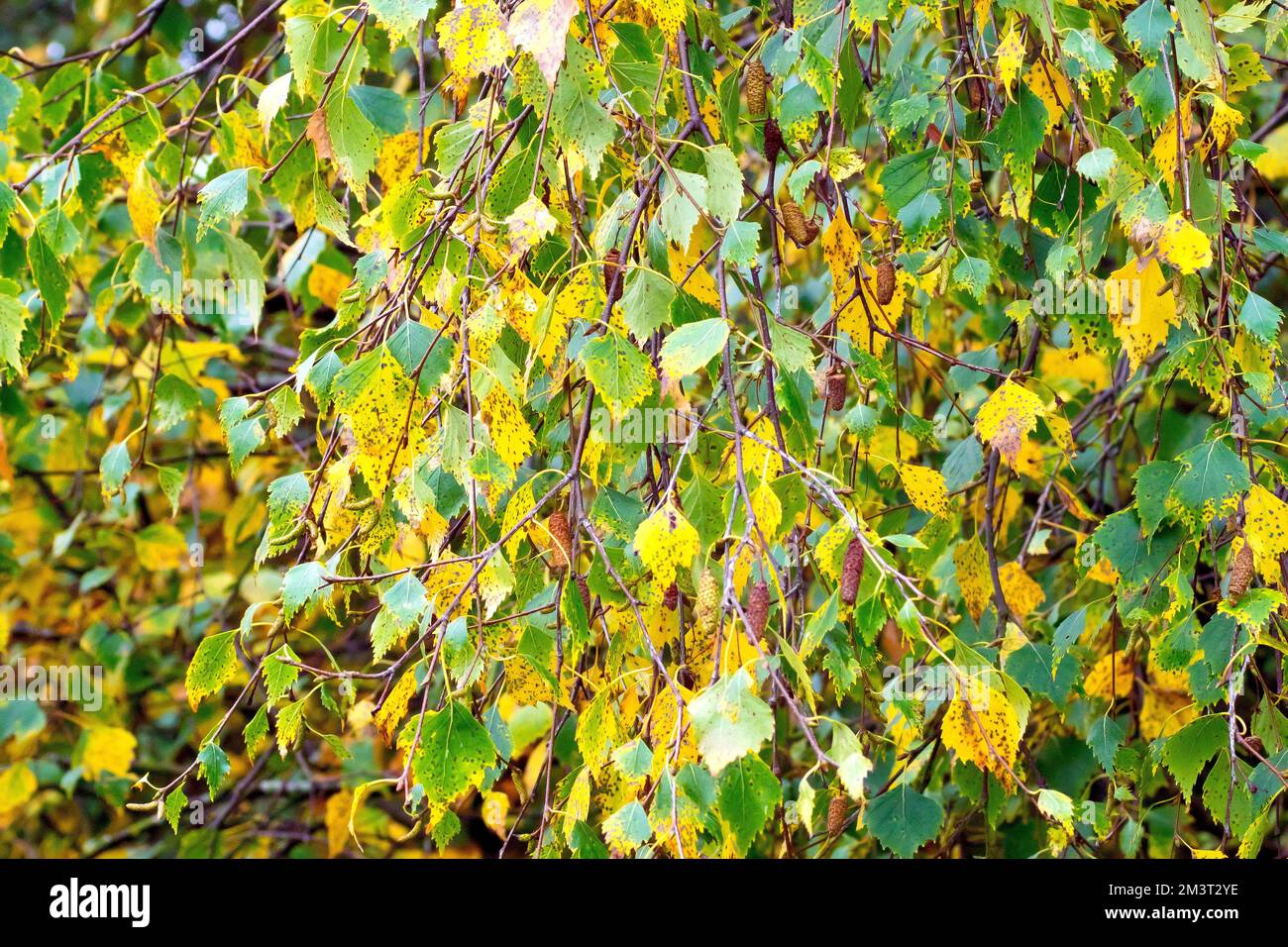 Silver Birch (betula pendula), close up showing a familiar drooping ...
