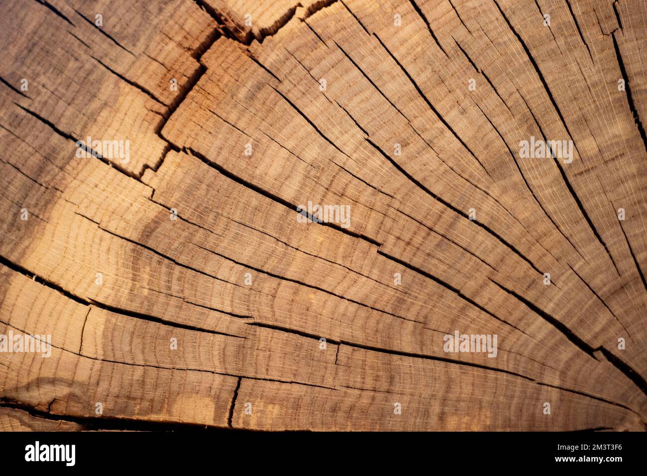 Cross section of a 100-year-old sawn tree trunk with cracks. Background ...
