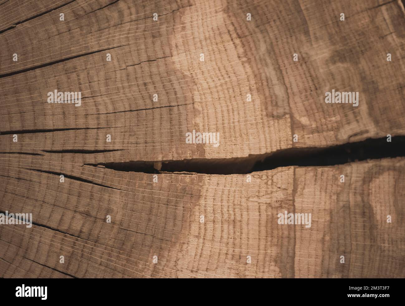 Cross section of a 100-year-old sawn tree trunk with cracks. Background ...