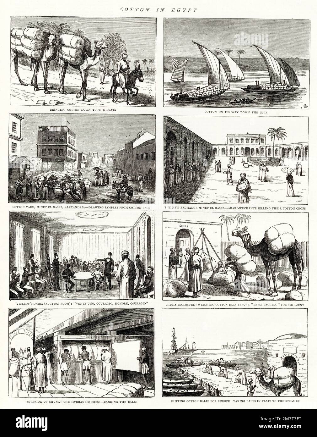 Cotton egypt hi-res stock photography and images - Alamy