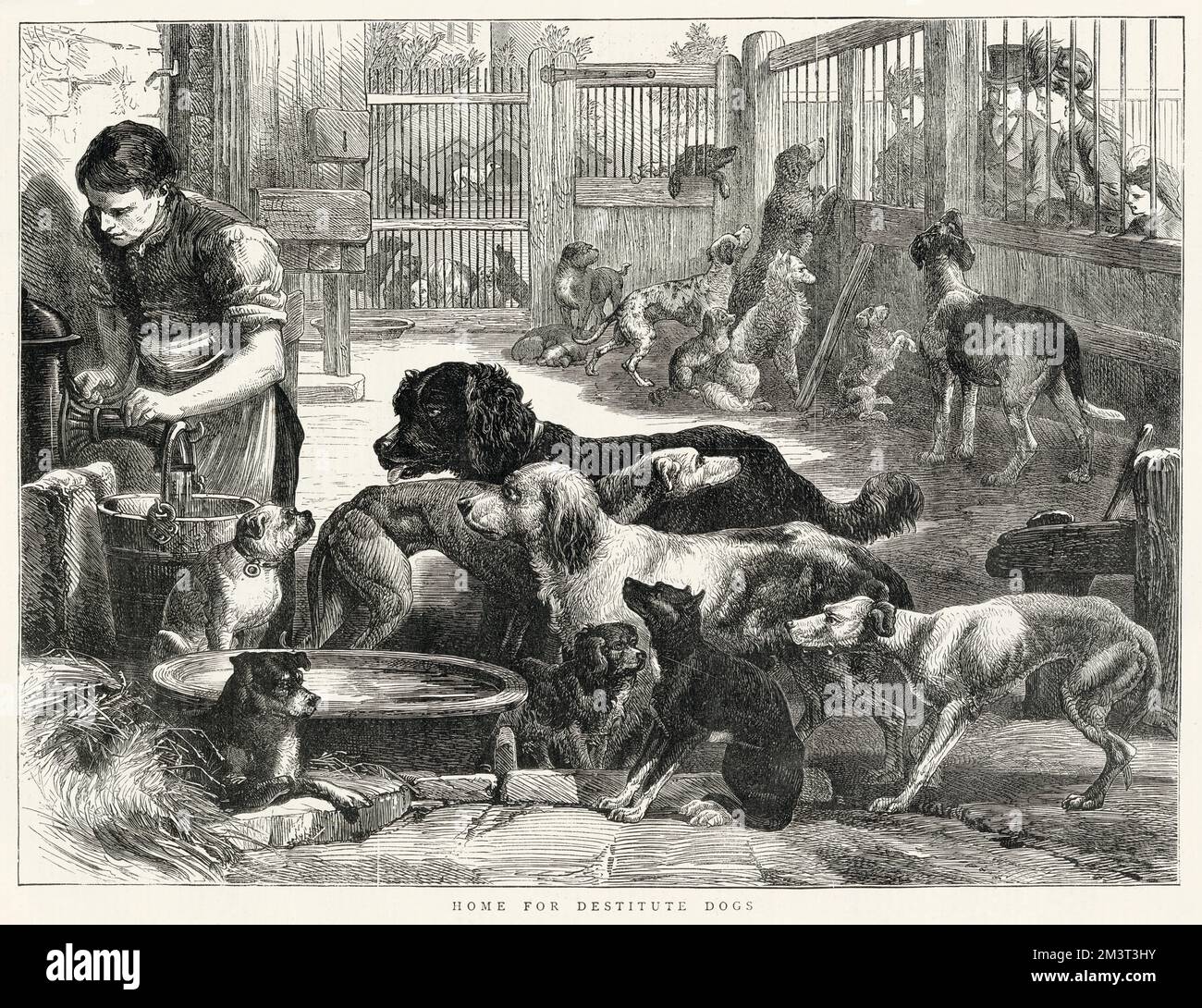Home for Destitute Dogs 1871 Stock Photo - Alamy