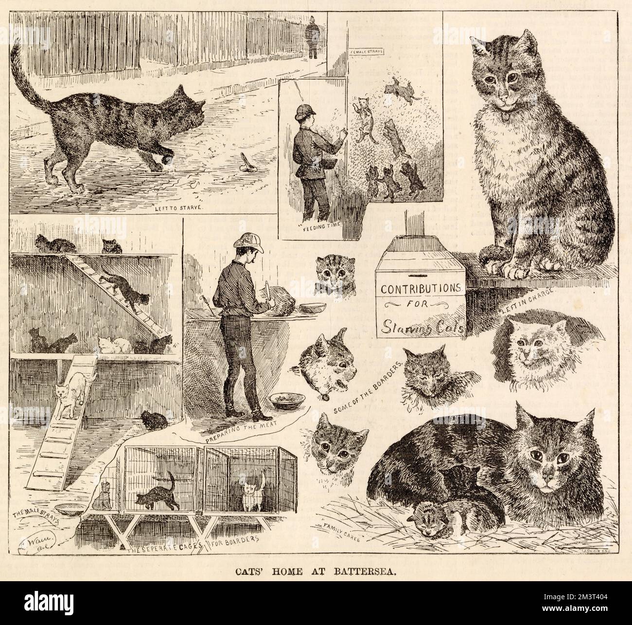 Cats' home at Battersea by Louis Wain Stock Photo - Alamy