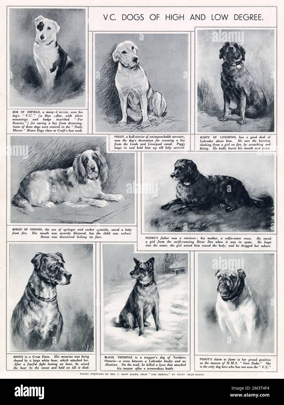 V.C. Dogs of High and Low Degree Stock Photo - Alamy