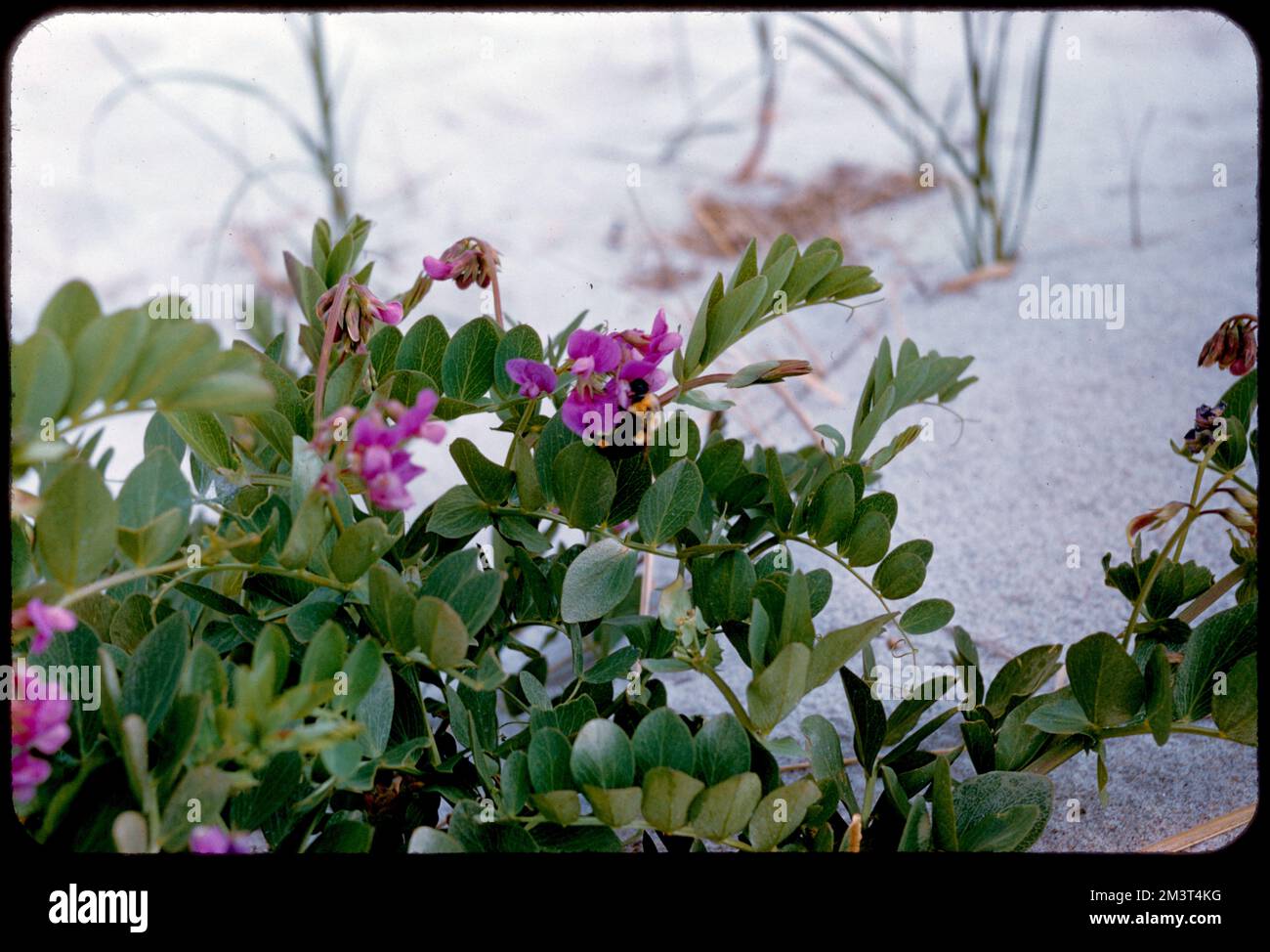 Sand flower & bee , Flowers. Edmund L. Mitchell Collection Stock Photo ...