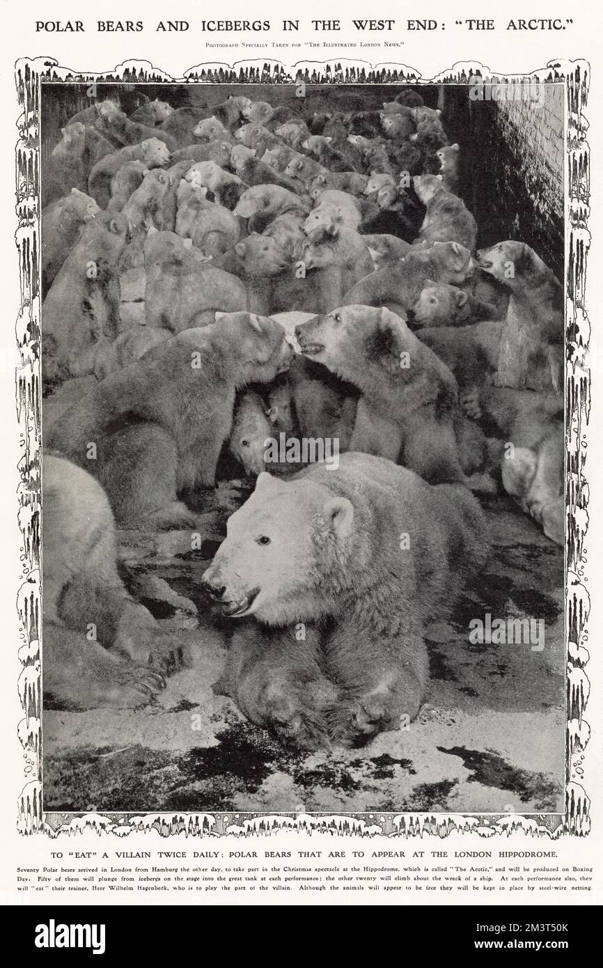 Polars bears at the London Hippodrome December 1909 Stock Photo - Alamy