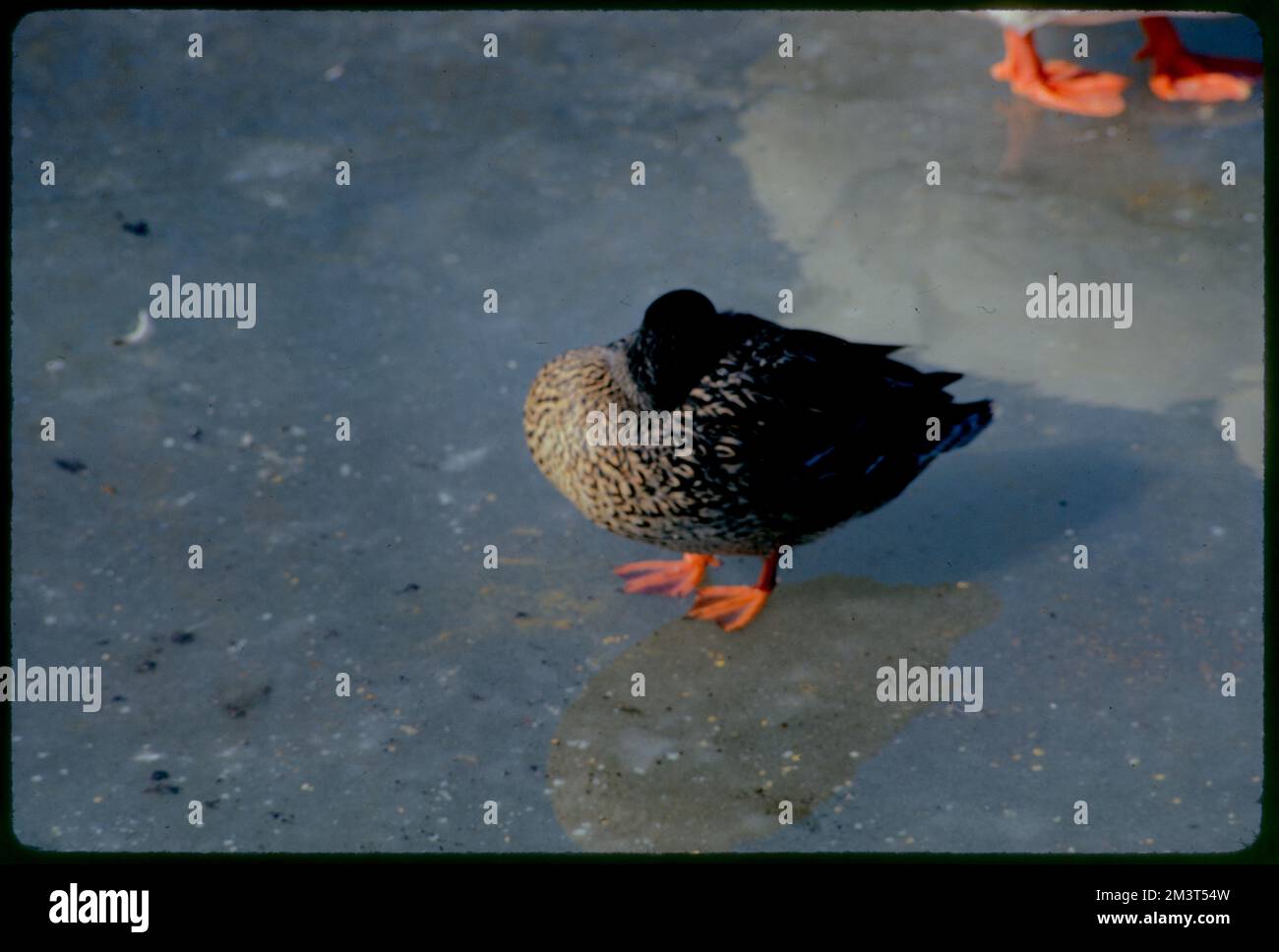 Sandwich, Mass. Birds winter in pollution-free millpond in Sandwich ...