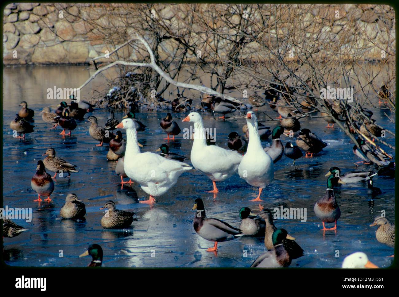 Sandwich, Mass. Birds winter in pollution-free millpond in Sandwich ...