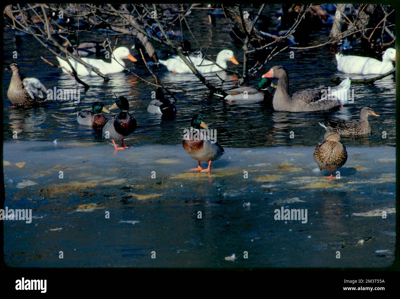 Sandwich, Mass. Birds winter in pollution-free millpond in Sandwich ...