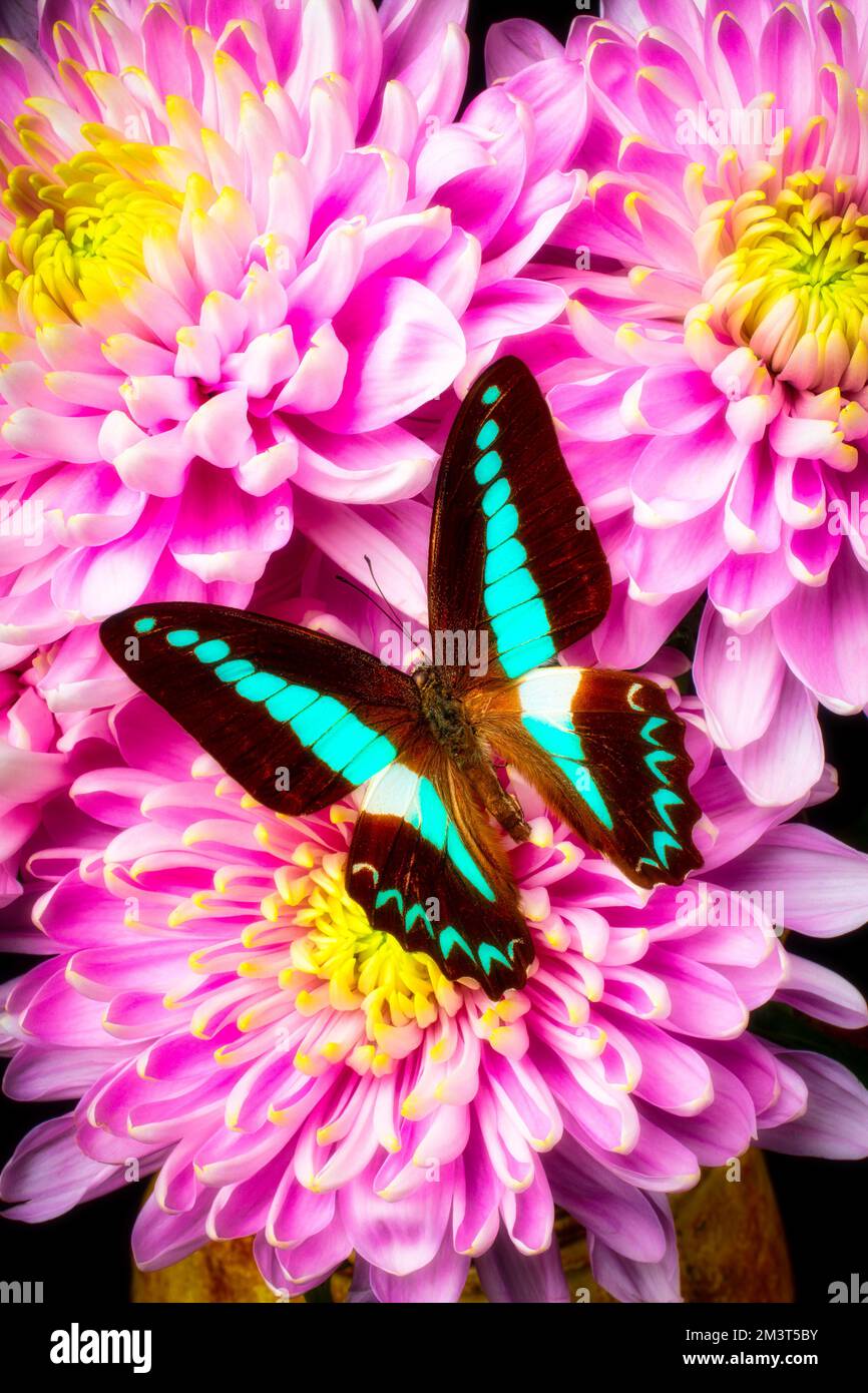 Blue and black butterfly hi-res stock photography and images - Alamy