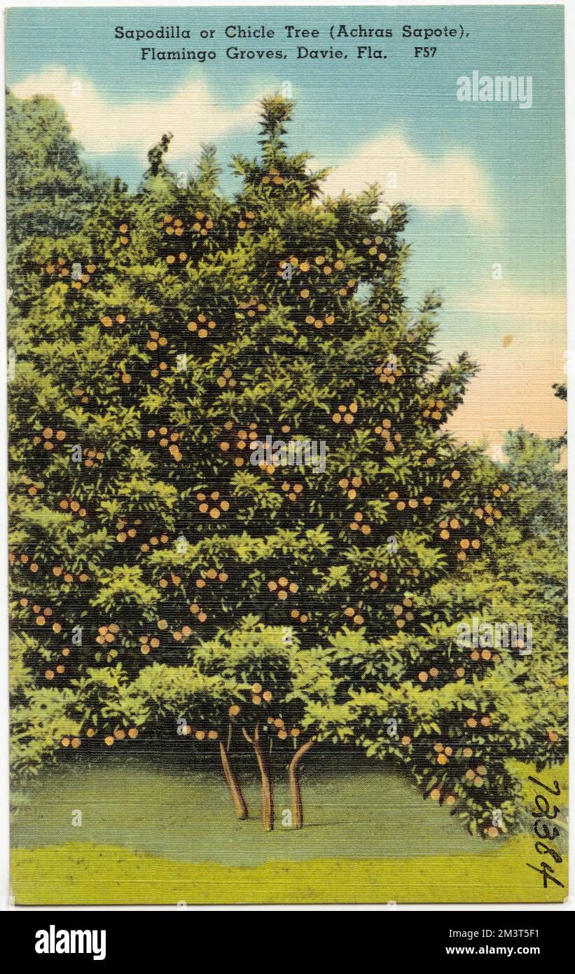 Sapodilla tree chicle hi-res stock photography and images - Alamy