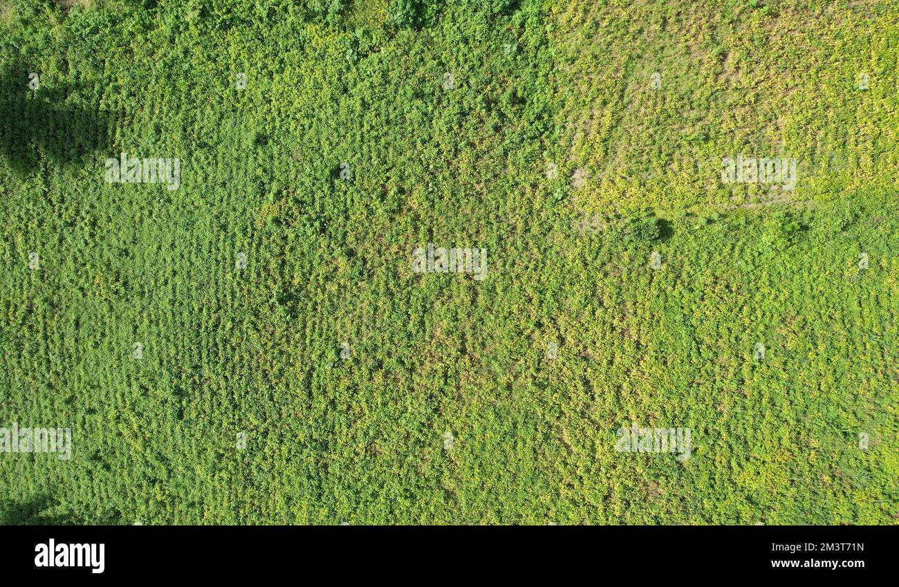 Green grass meadow field ariel above top drone view Stock Photo - Alamy