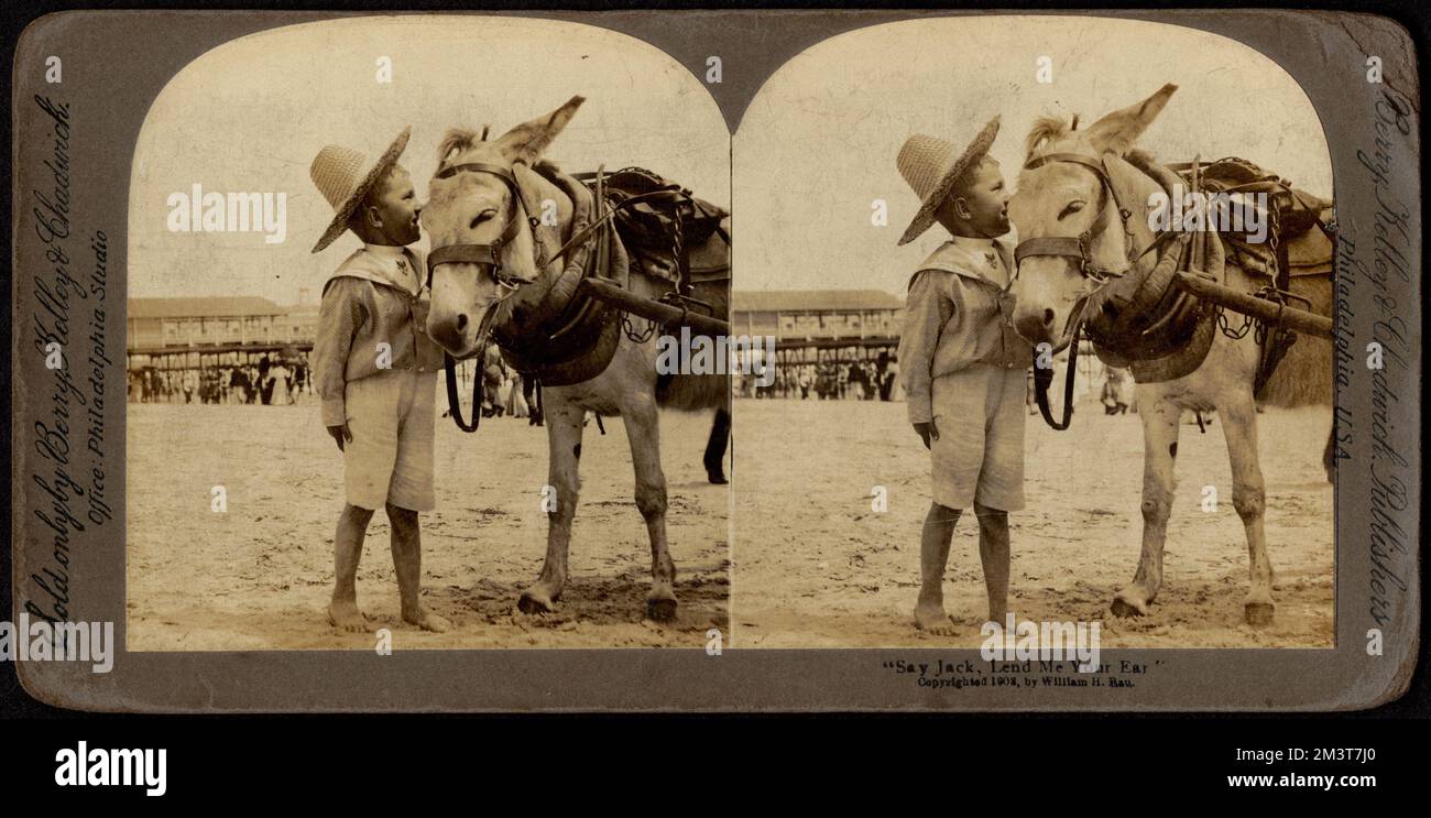 'Say Jack, lend me your ear' , Donkeys, Play Recreation, Children Stock ...