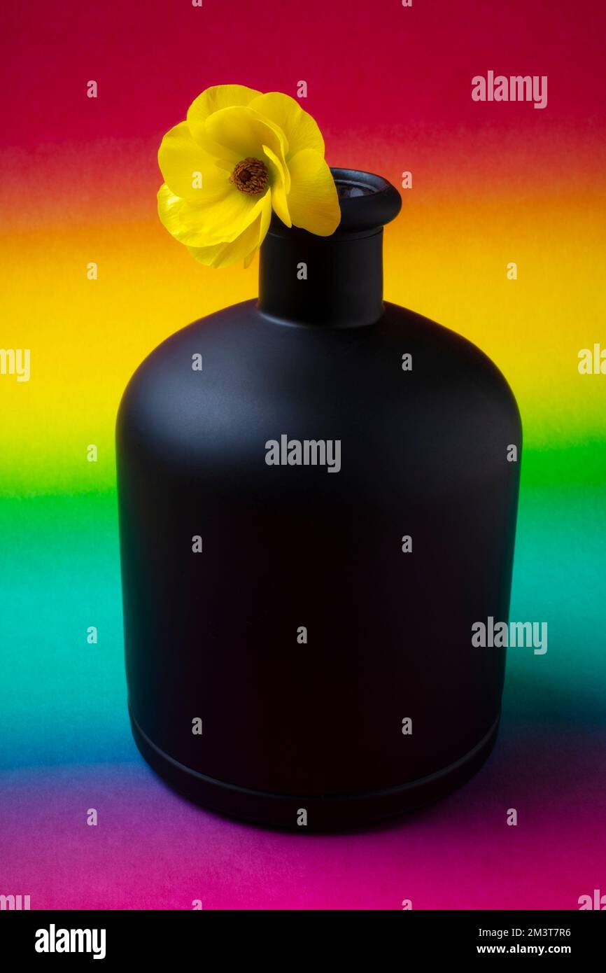 Ranunculus In Black Vase Stock Photo - Alamy