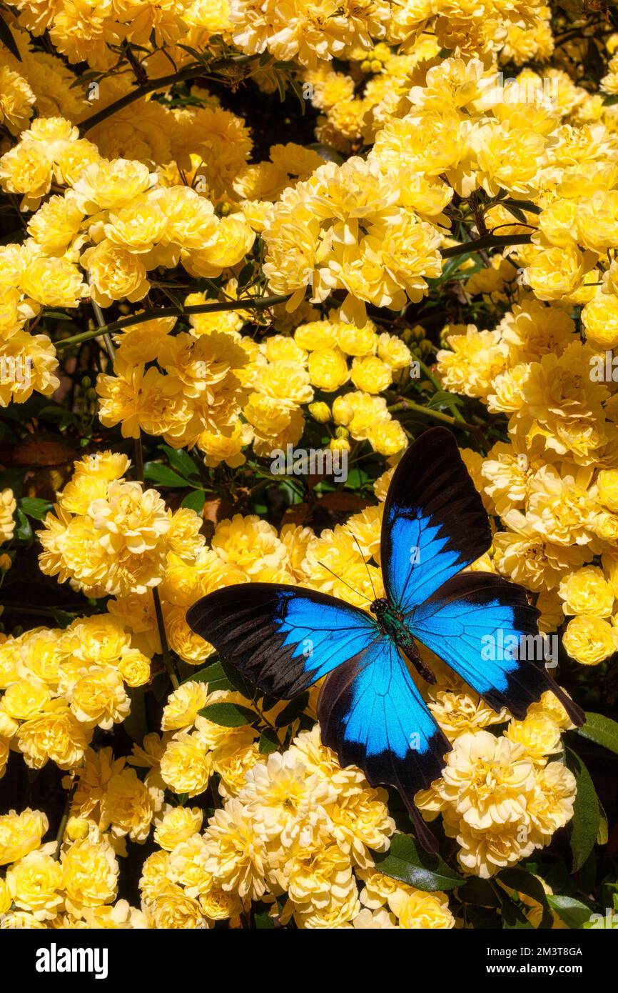 Blue Butterfly On Yellow Climbing Roses Stock Photo - Alamy