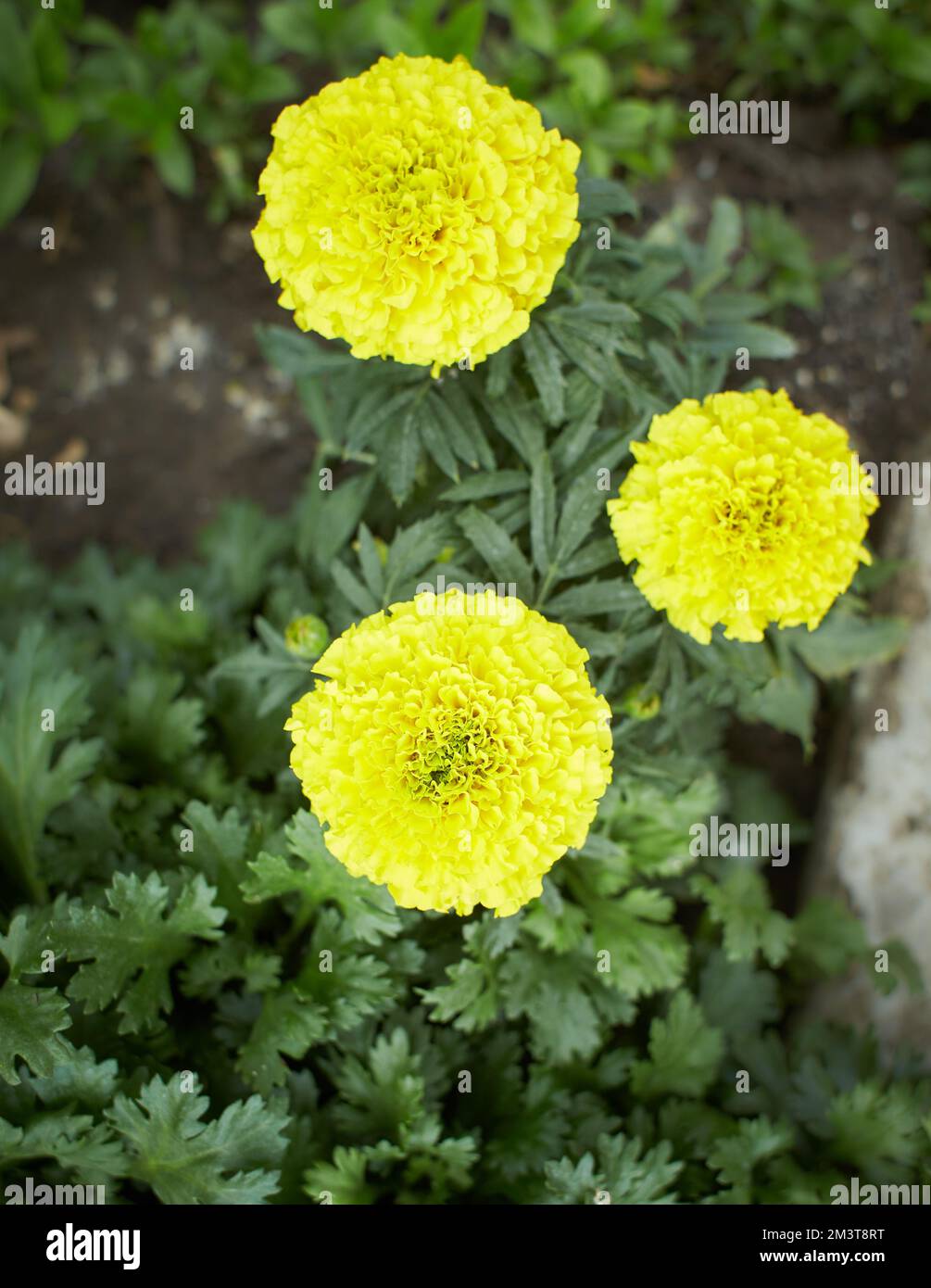Yellow flowers of Tagetes erecta in the garden. Summer and spring time ...