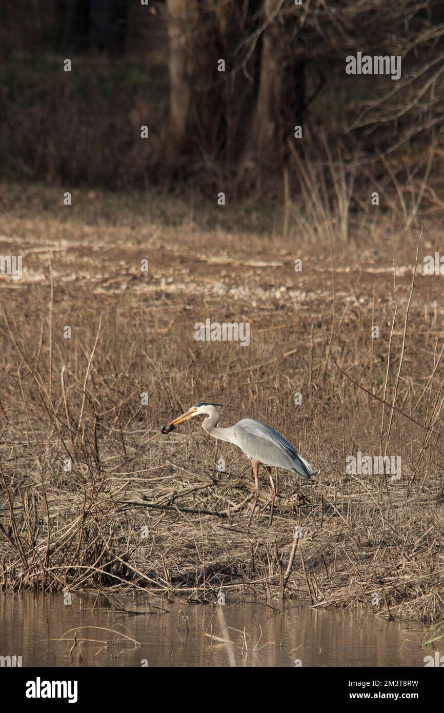 Great Blue Heron in Mingo Swamp Stock Photo - Alamy
