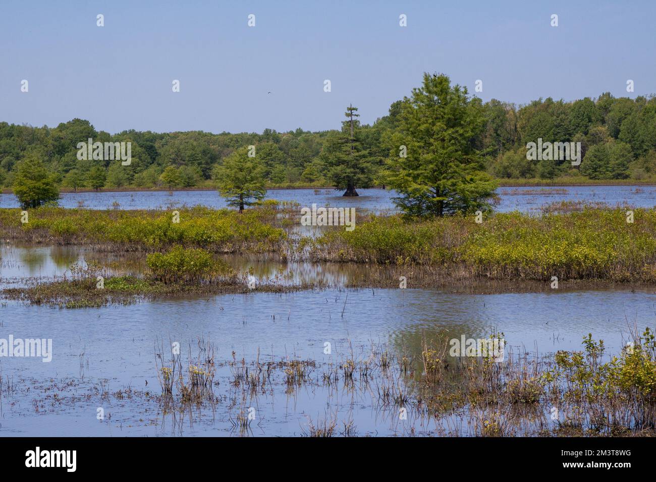 A partial view of Mingo Swamp Stock Photo - Alamy