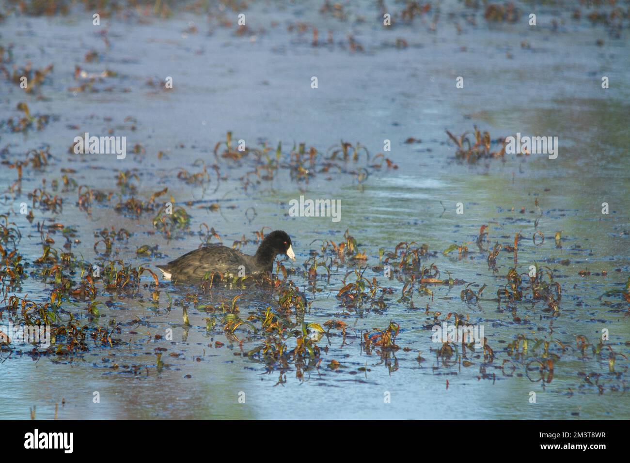 A Mud-hen in Mingo Swamp Stock Photo - Alamy