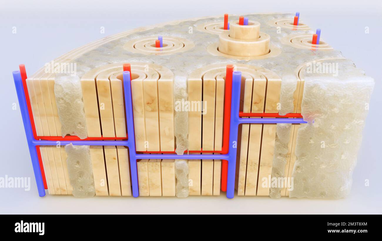 Bone tissue closeup through a cross section of a bone - 3D rendering ...