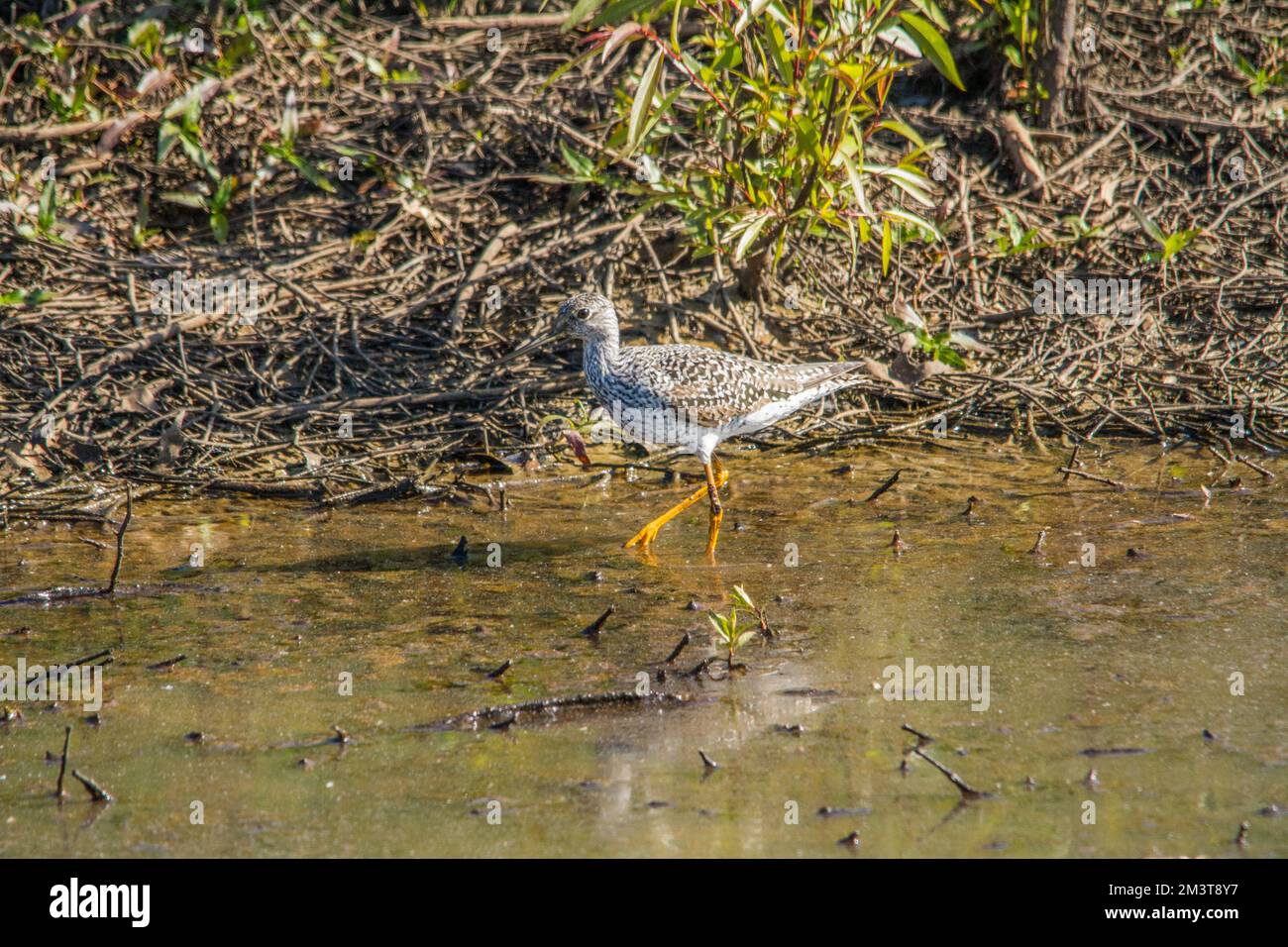 Greater Yellowlegs wading in Mingo Swamp Stock Photo - Alamy