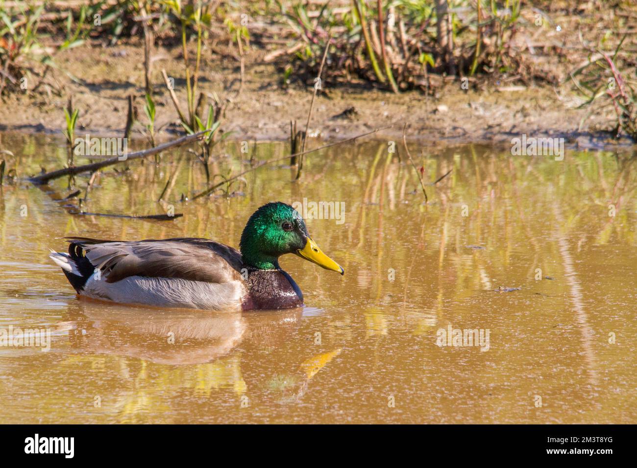 Mallard duck in swamp in hi-res stock photography and images - Alamy