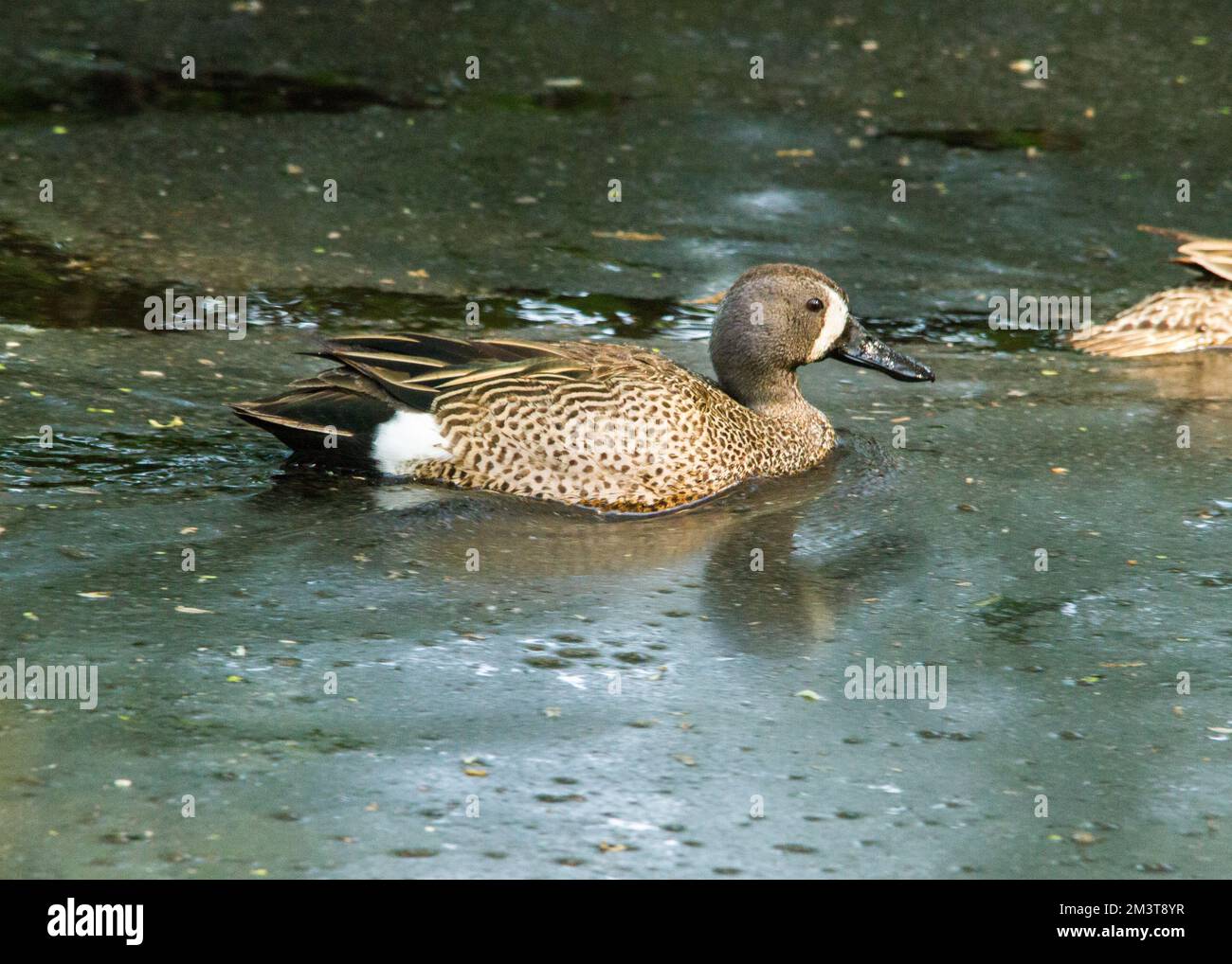 Blue winged teal drake hi-res stock photography and images - Alamy