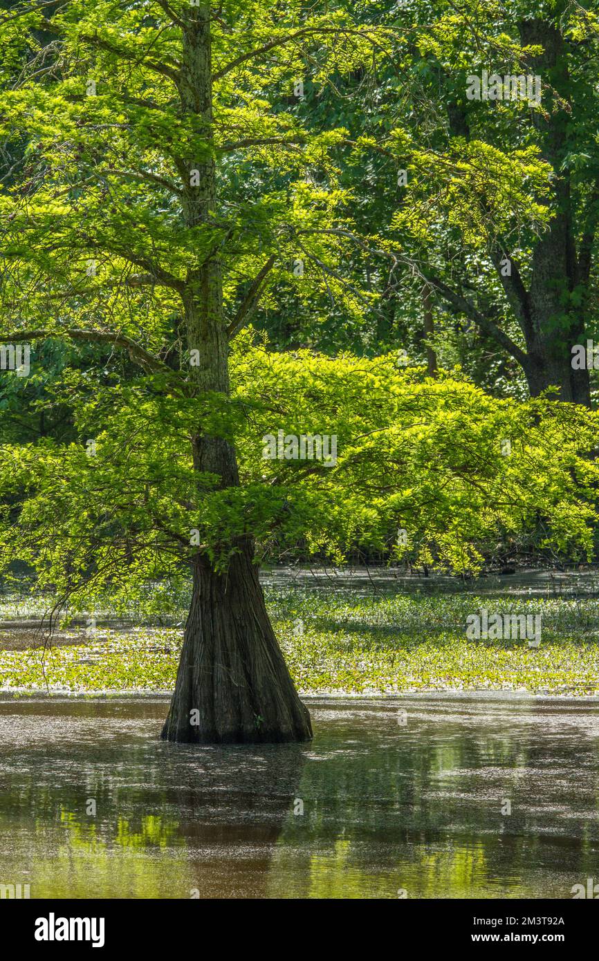 Cypress tree in Mingo Swamp Stock Photo - Alamy