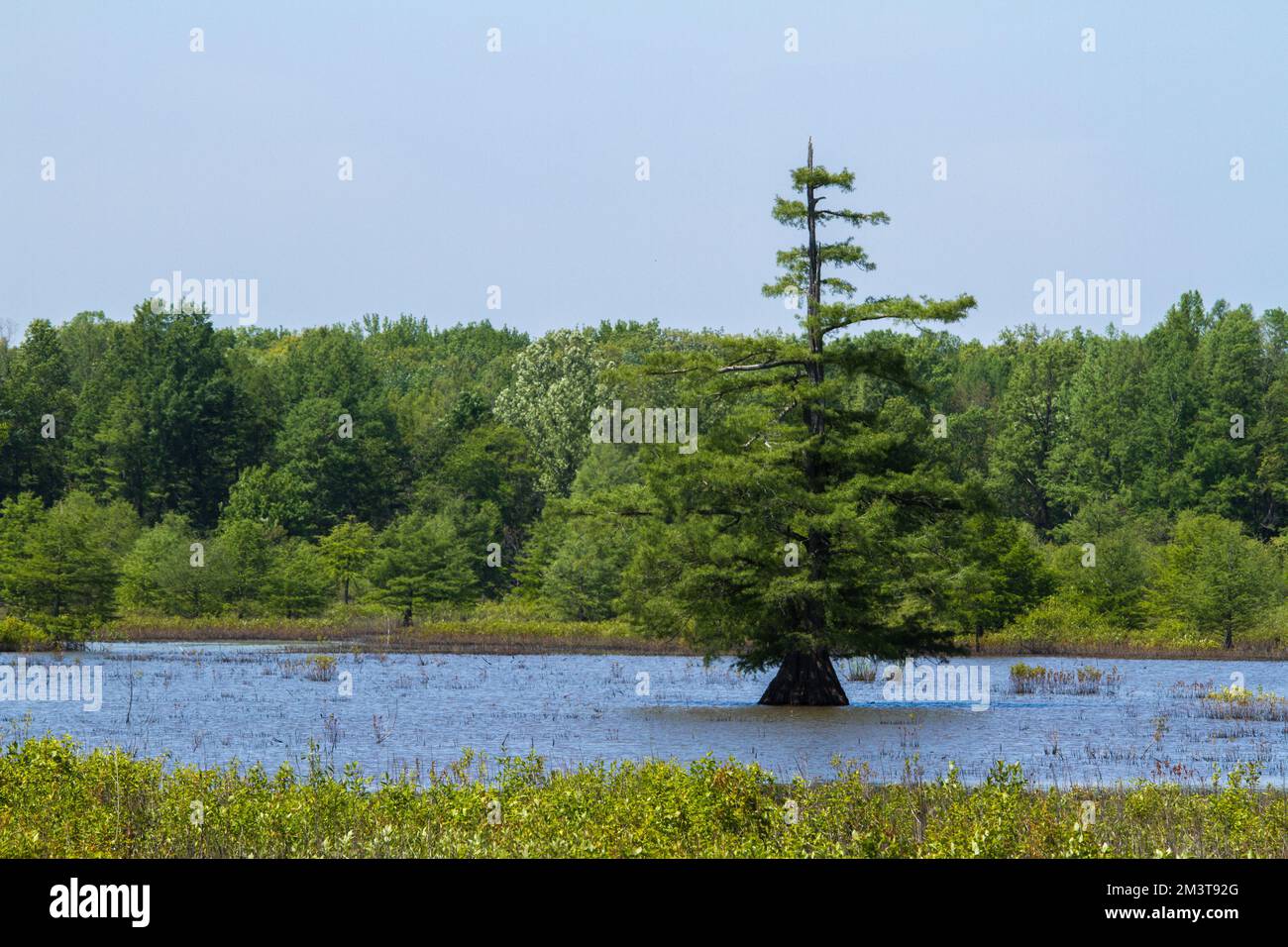 Mingo National Wildlife Refuge as the sun comes up Stock Photo - Alamy