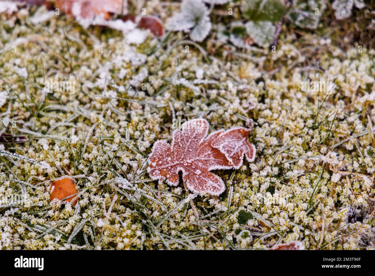 Frost and ice crystals on fallen oak leaves on a lawn in a garden in ...
