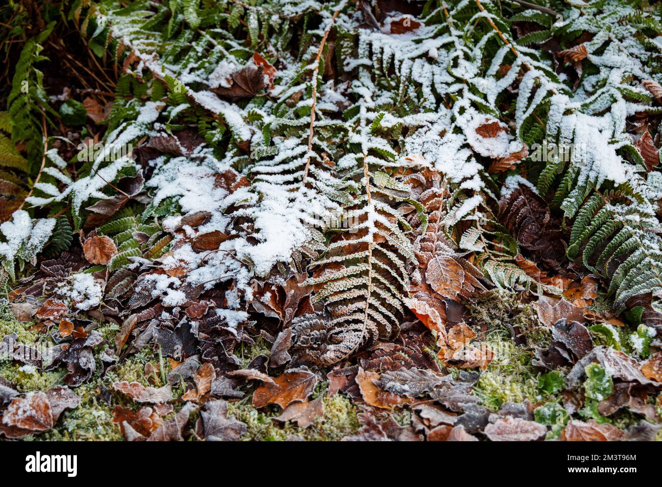 Frost and ice crystals on a dead bracken fronds in a garden during very ...