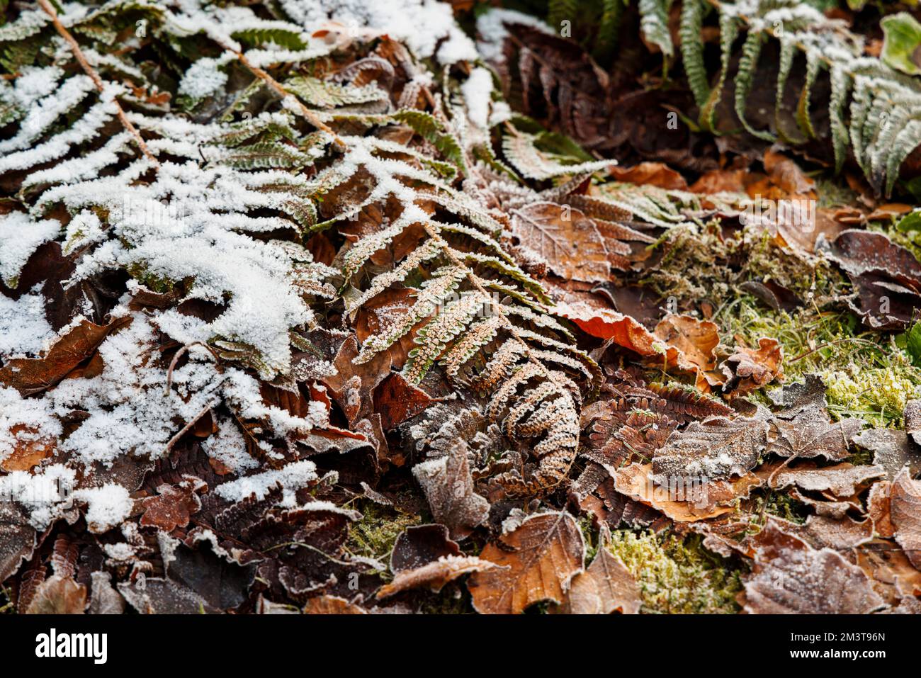 Frost on fern fronds hi-res stock photography and images - Alamy
