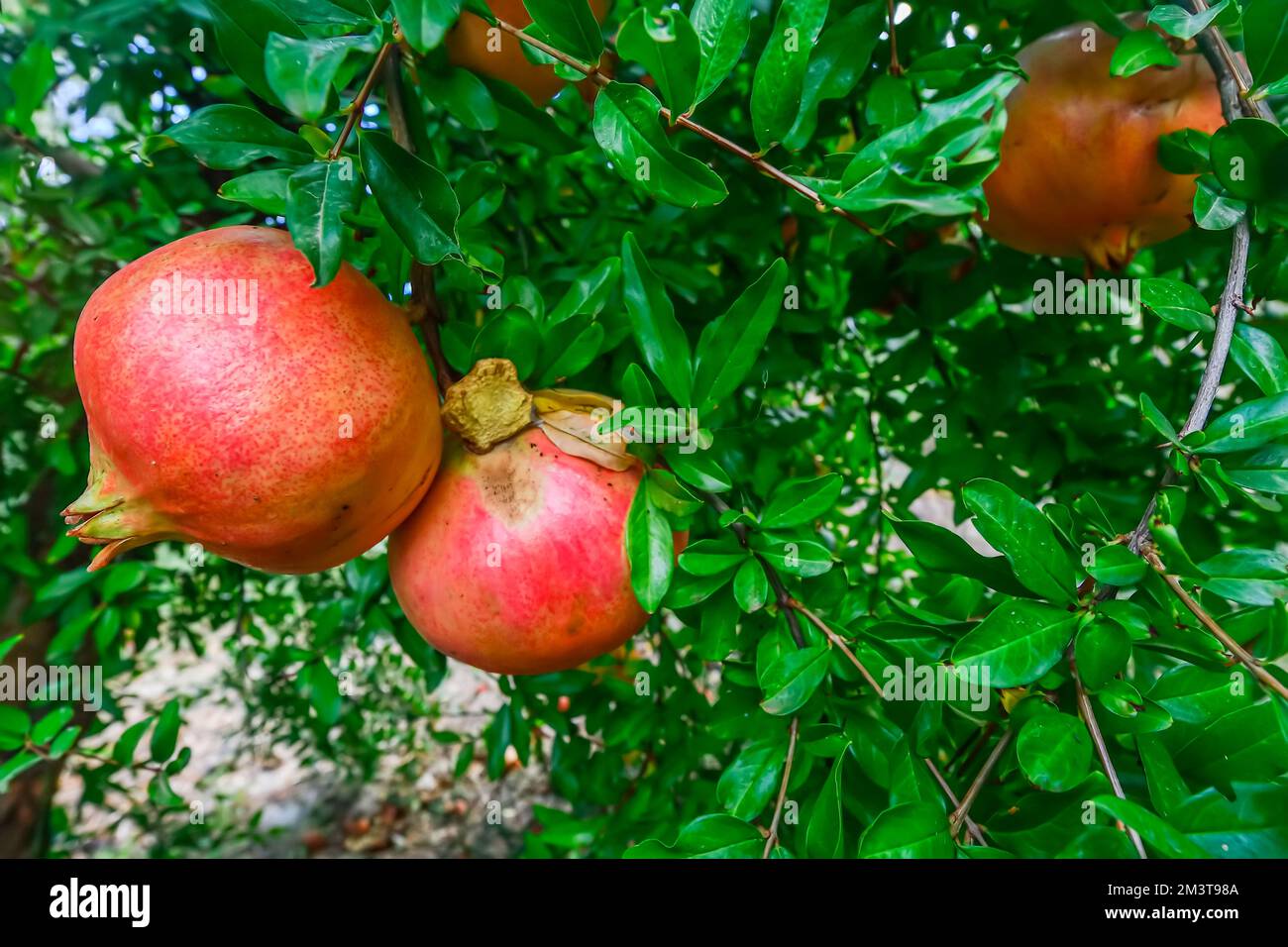 Pomegranate hanging on the branch of the pomegranate fruit tree Stock ...