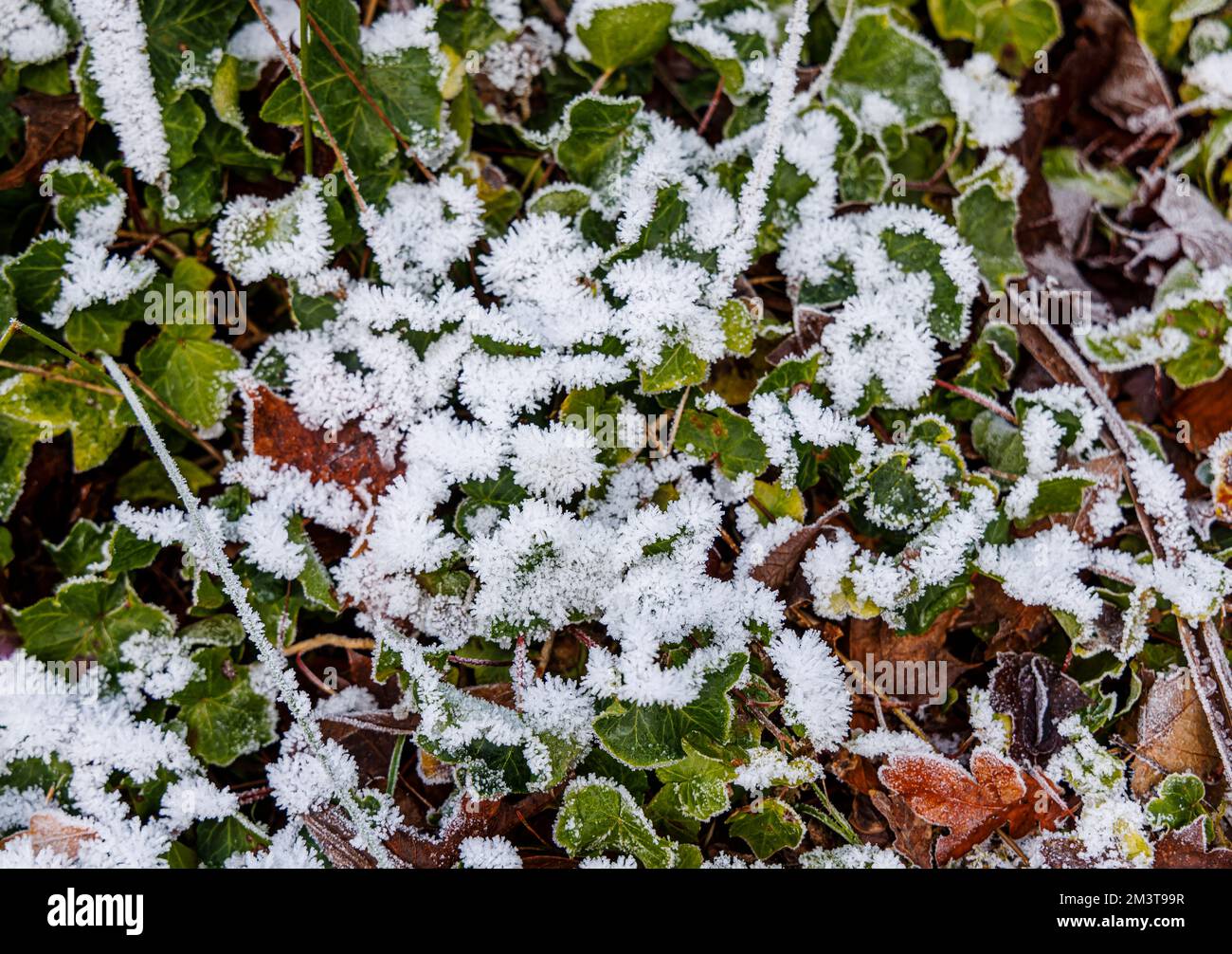 Frost and ice crystals on ivy leaves (Helix hedera) in a garden in very ...