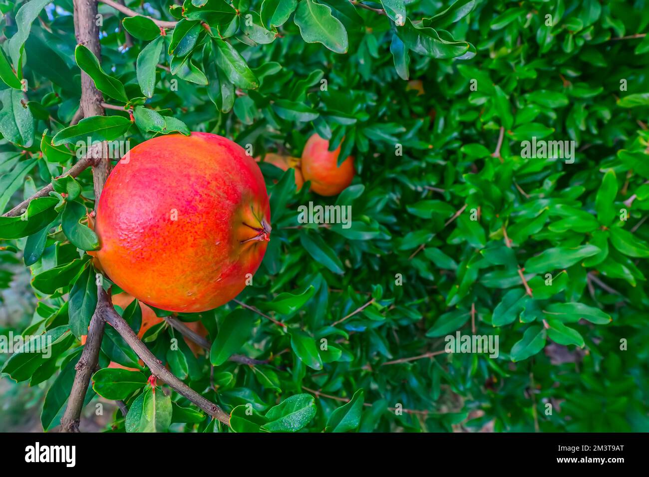 Pomegranate hanging on the branch of the pomegranate fruit tree Stock ...