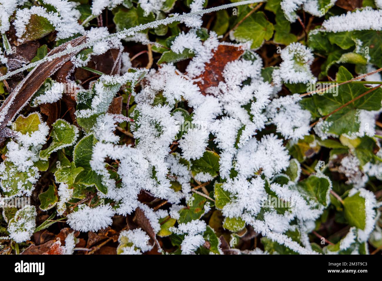 Frost and ice crystals on ivy leaves (Helix hedera) in a garden in very ...