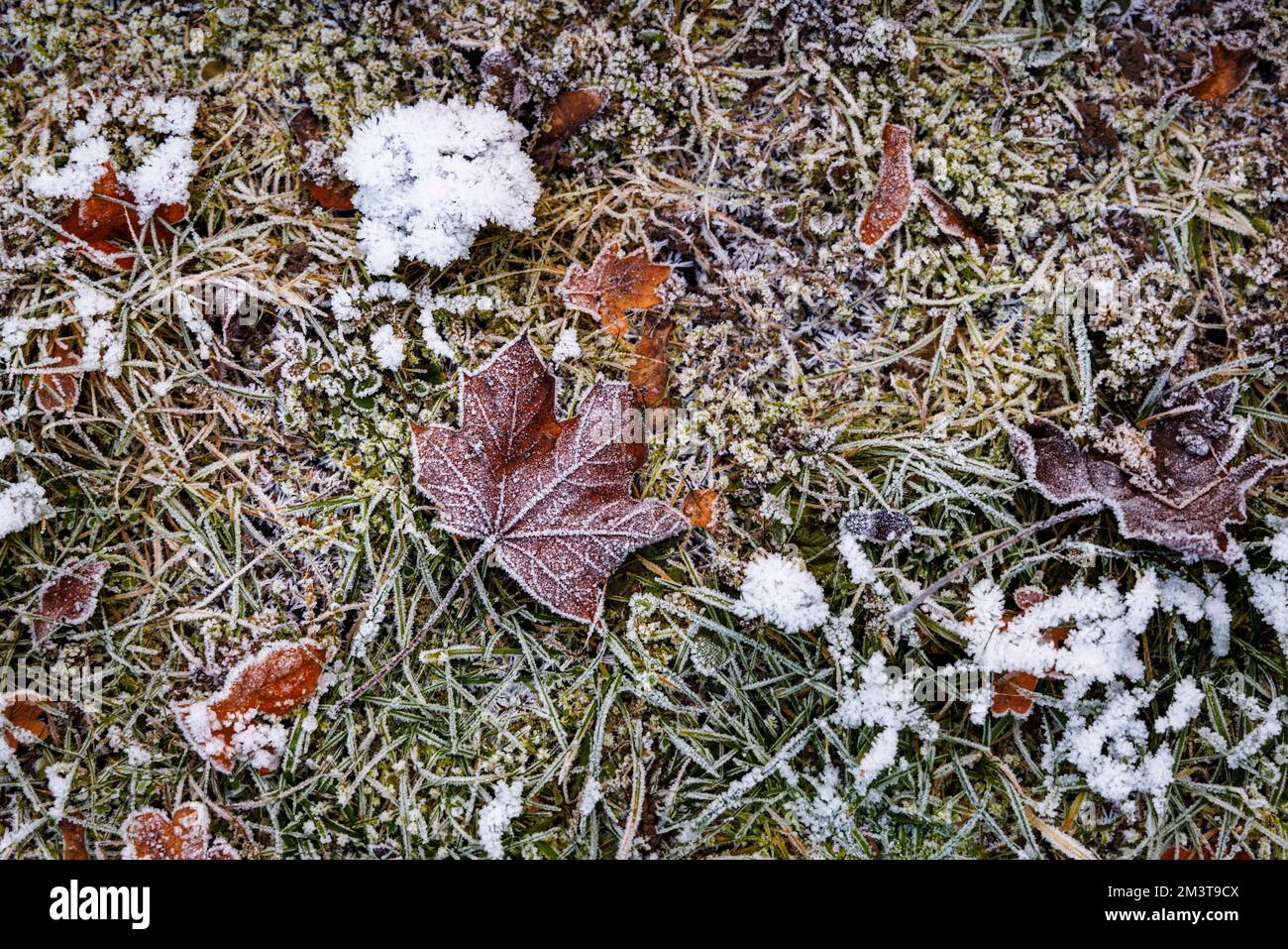 Frost and ice crystals on a fallen sycamore leaf on a lawn in a garden ...