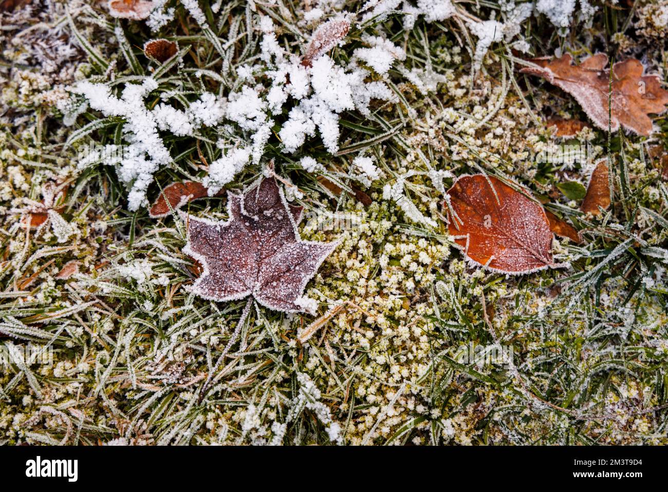 Frost and ice crystals on a fallen mixed leaves on a lawn in a garden ...