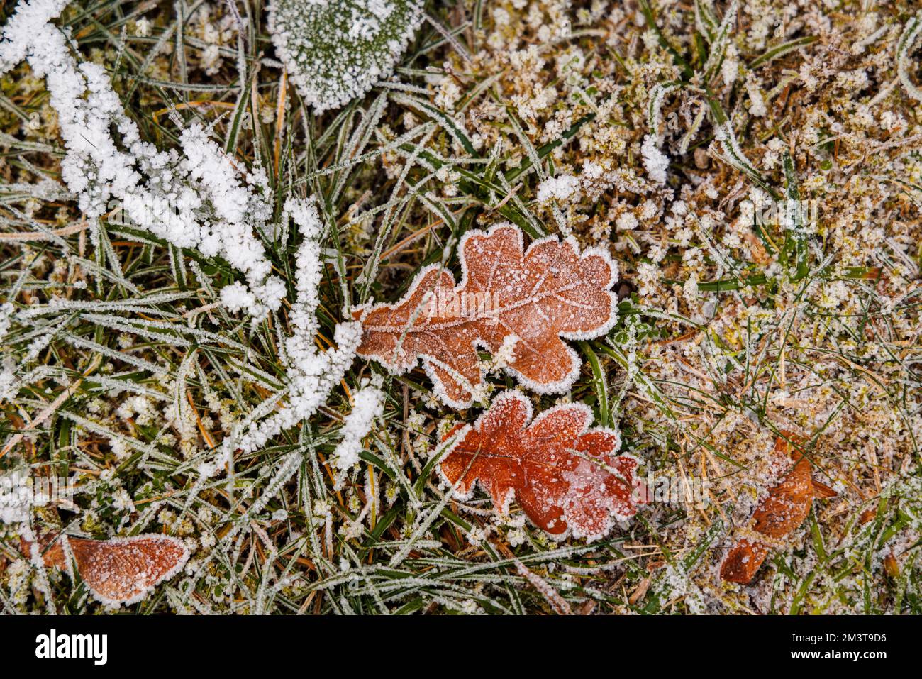 Frost and ice crystals on fallen oak leaves on a lawn in a garden in ...