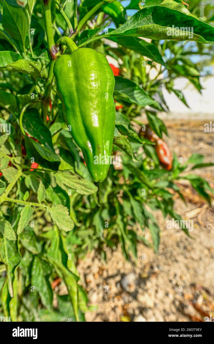 Ripe green bell pepper hanging on the plant in a greenhouse Stock Photo ...