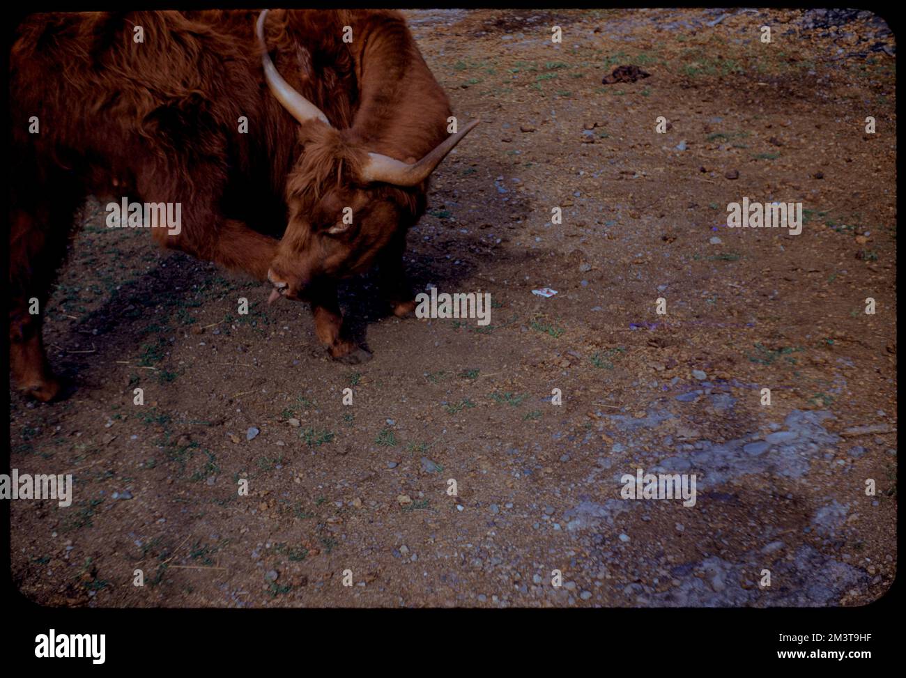 Scotland cow, Franklin Park , Cows, Zoos, Zoo animals, Franklin Park ...